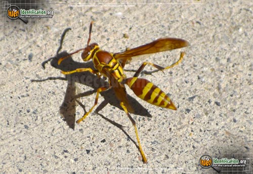 Common Paper Wasp
