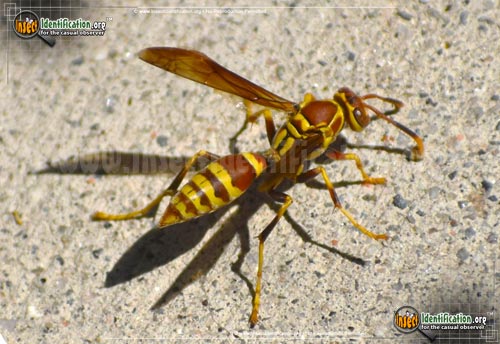 Common Paper Wasp