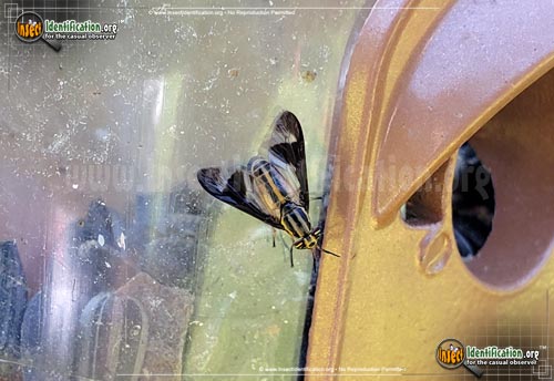 Deer Fly