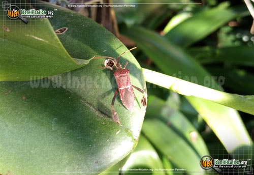 Eastern Leaf-footed Bug