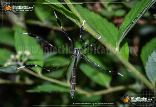 Eastern Phantom Crane Fly