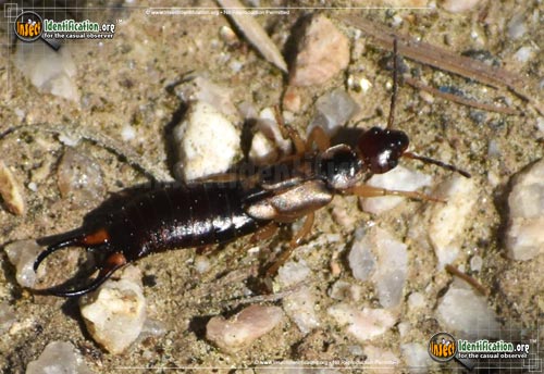 European Earwig