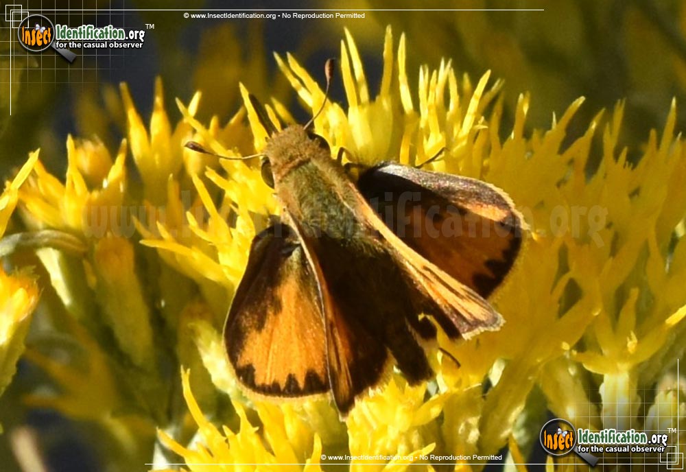 Fiery Skipper