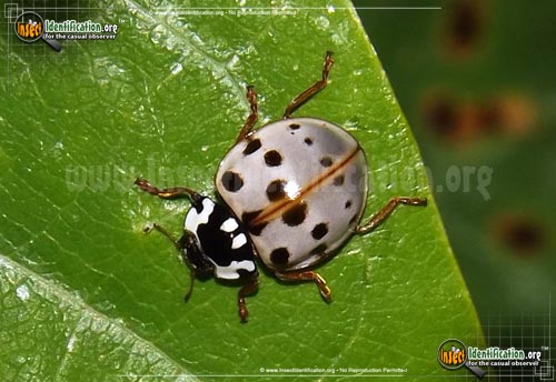 Fifteen-spotted Lady Beetle