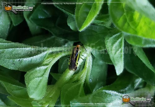 Four-lined Plant Bug