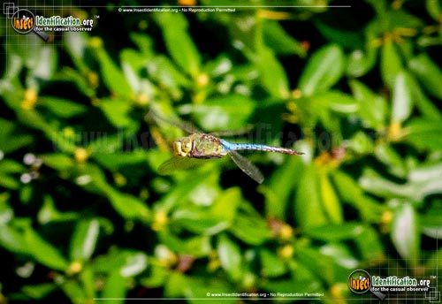 Giant Darner