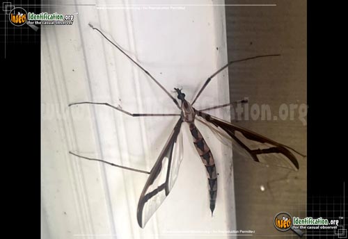 Giant Eastern Crane Fly