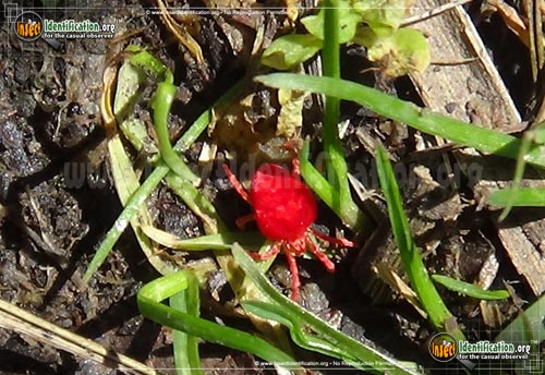 Giant Red Velvet Mite