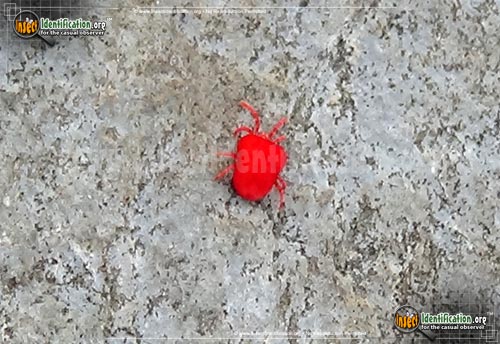 Giant Red Velvet Mite
