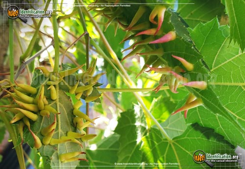 Grape Tube Gallmaker