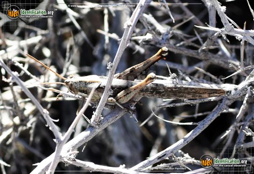 Gray Bird Grasshopper
