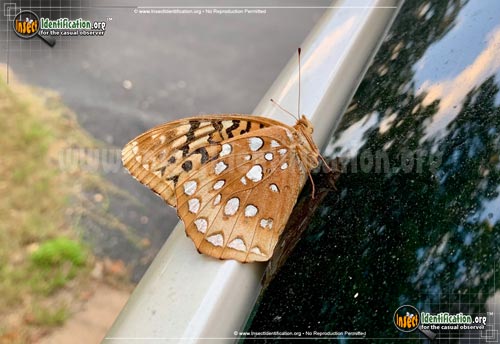 Great Spangled Fritillary