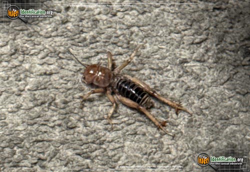 Jerusalem Cricket