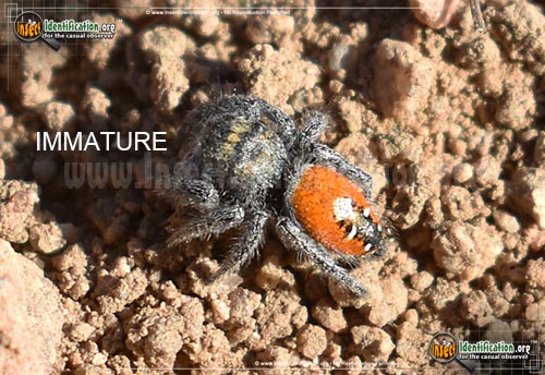 Johnson Jumping Spider