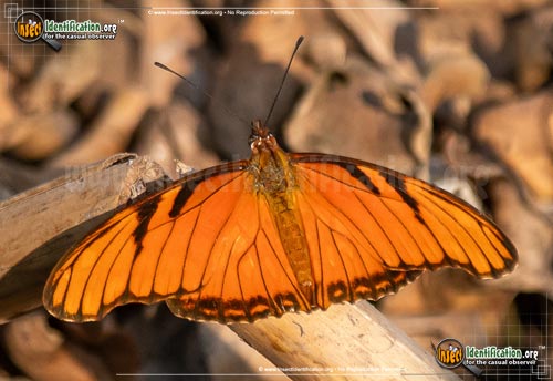 Juno Longwing Butterfly