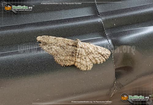 Large Purplish Gray Moth