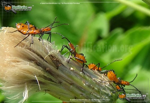Leaf-footed Bug