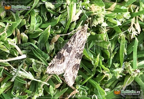Lucerne Moth