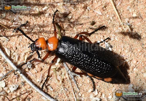 Master Blister Beetle