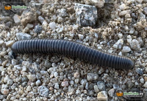 Millipede