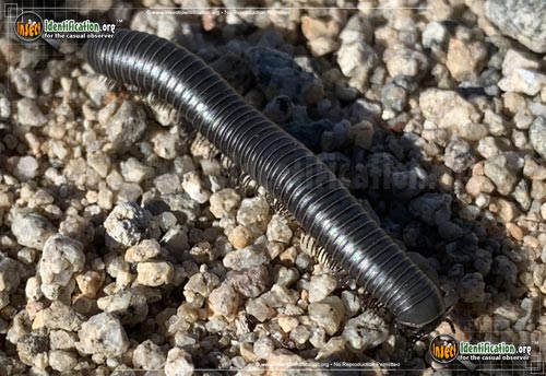 Millipede