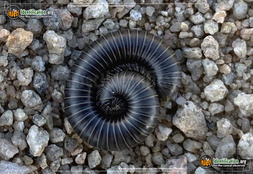 Millipede