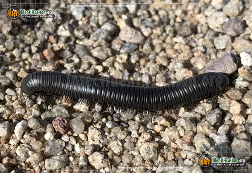 Millipede