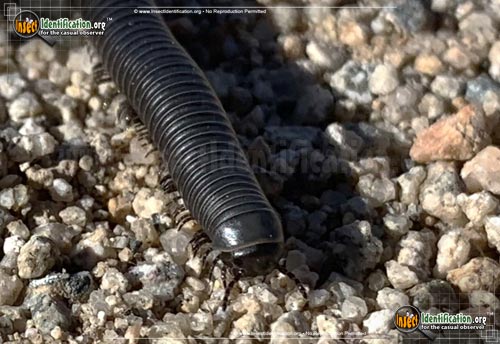 Millipede