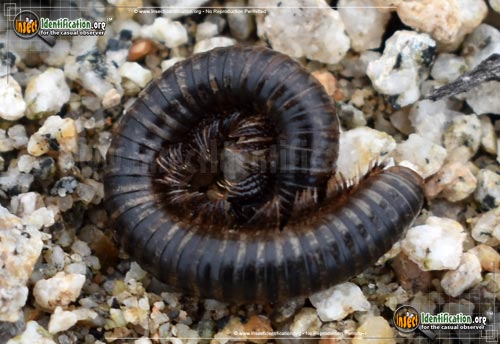 Millipede