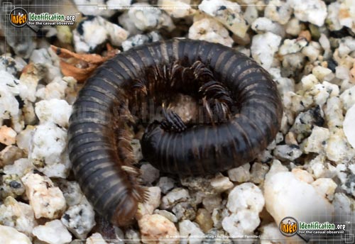 Millipede