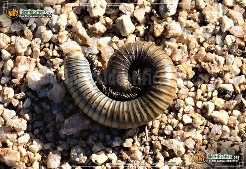 Millipede