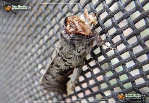 Orange-humped Mapleworm Moth