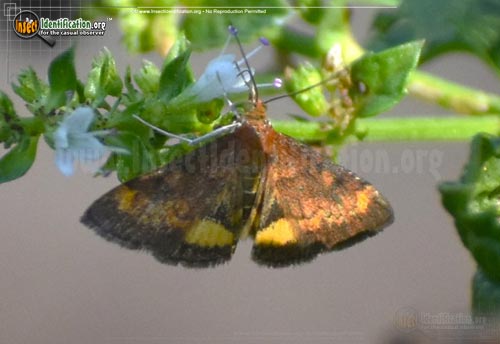 Orange Mint Moth