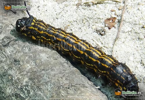 Orange-tipped Oakworm Moth