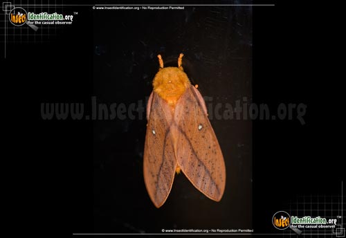 Orange-tipped Oakworm Moth