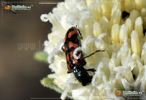 Ornate Checkered Beetle