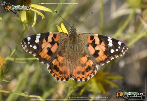Painted Lady Butterfly