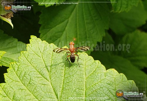 Picture-winged Fly