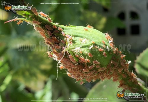 Rose Aphid