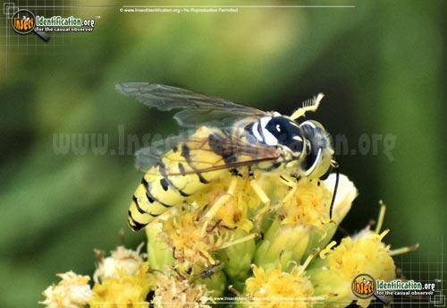 Sand Wasp