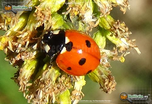 Seven-spotted Lady Beetle