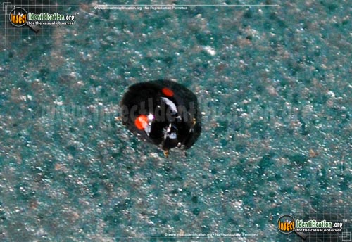 Signate Lady Beetle