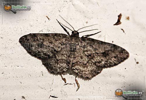 Small Engrailed Moth