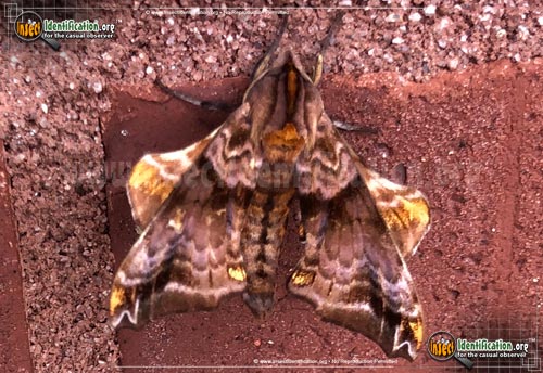 Small-eyed Sphinx Moth