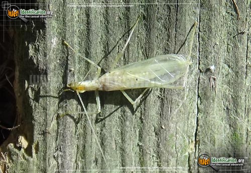 Snowy Tree Cricket