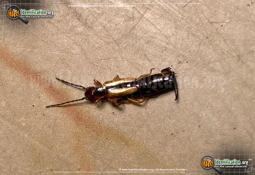 Spine-tailed Earwig