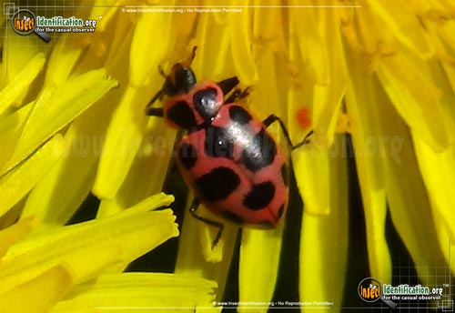 Spotted Pink Lady Beetle
