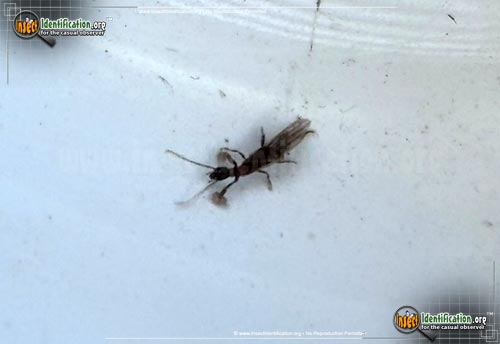 Square-headed Snakefly