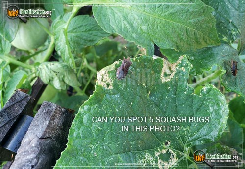 Squash Bug
