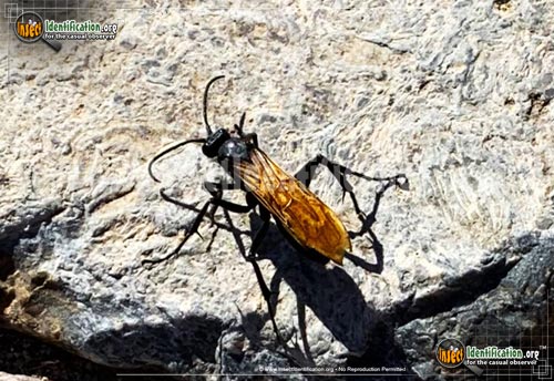 Tarantula Hawk